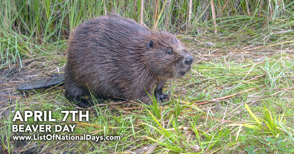 BEAVER DAY - List Of National Days